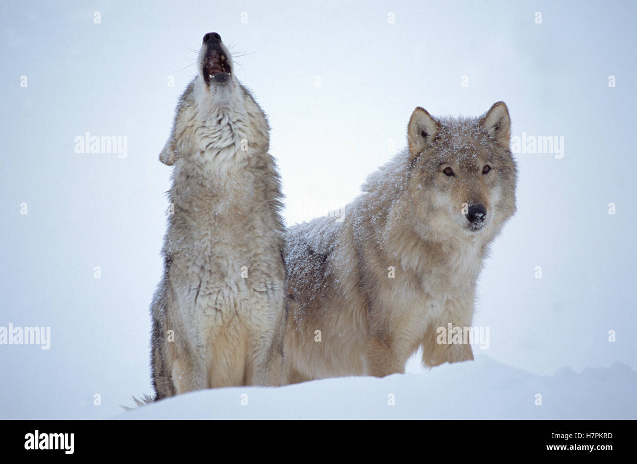 Timber Wolf (Canis lupus) pair howling in snow, North America Stock ...