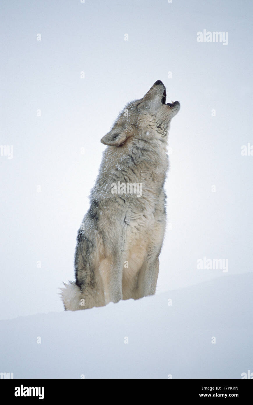 Timber Wolf (Canis lupus) portrait, howling in snow, North America ...
