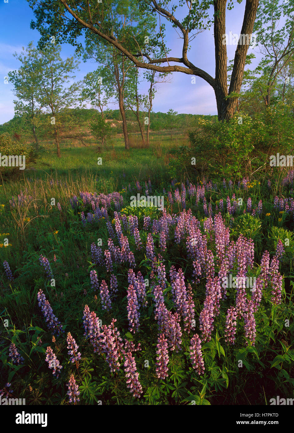 Lupine (Lupinus sp) in meadow at West Beach, Indiana Dunes National ...