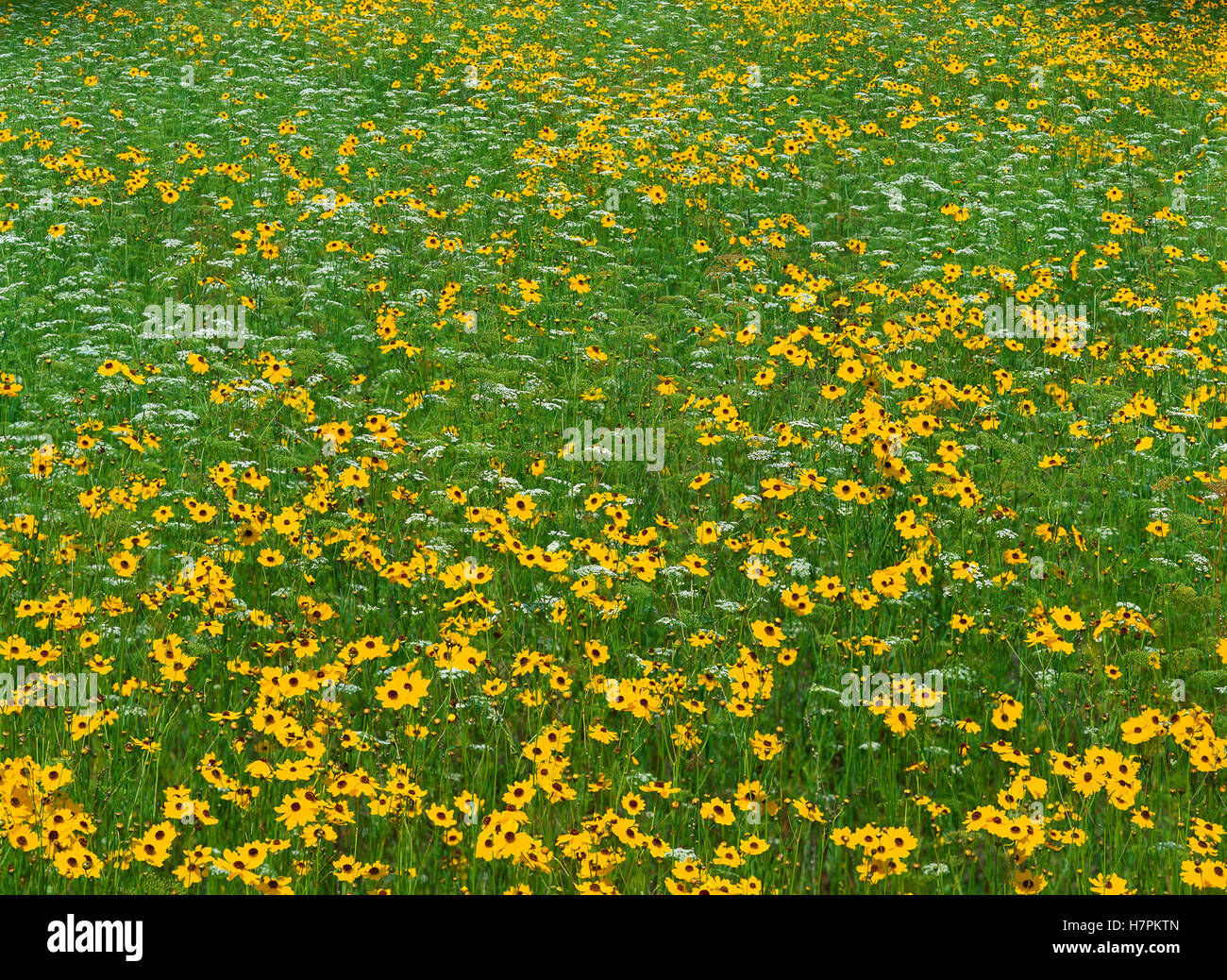 Tickseed (Coreopsis sp) flowers blooming in meadow, Myakka River State ...