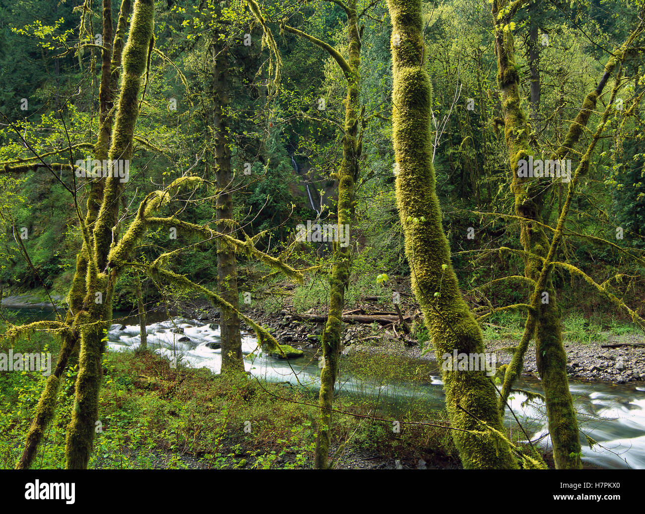 Forest along Eagle Creek, springtime, Columbia River Gorge, Oregon ...