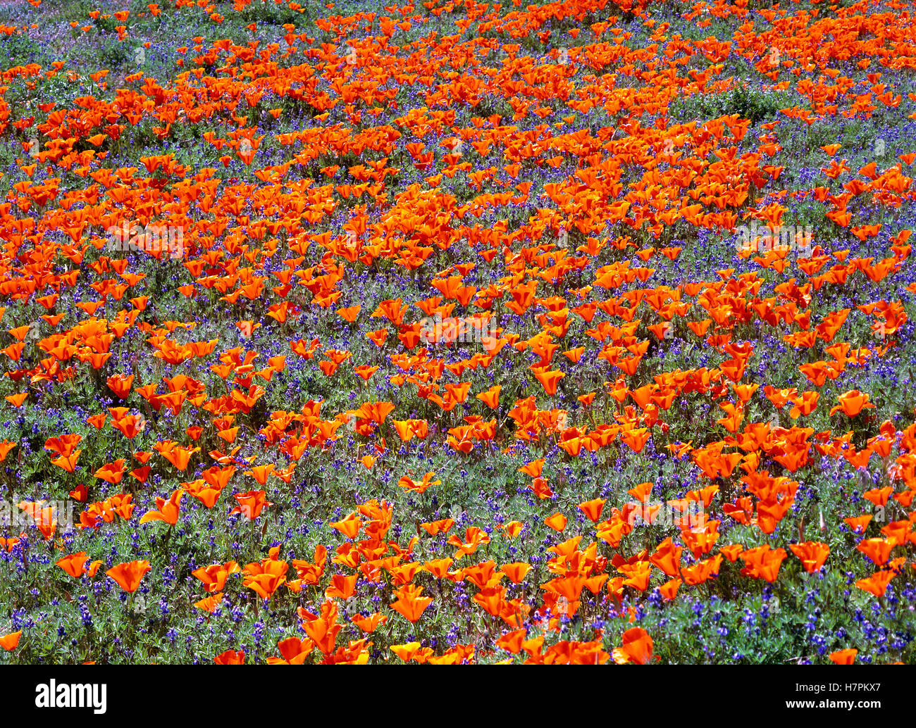California Poppy (Eschscholzia californica) flowers and Dwarf Lupines ...