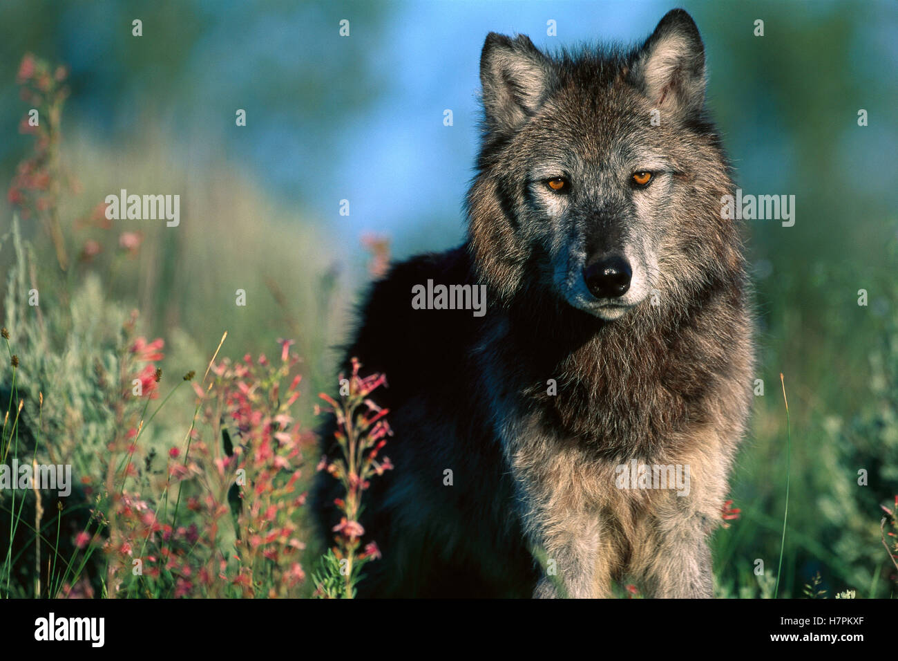 Timber Wolf (Canis lupus) portrait, North America Stock Photo - Alamy