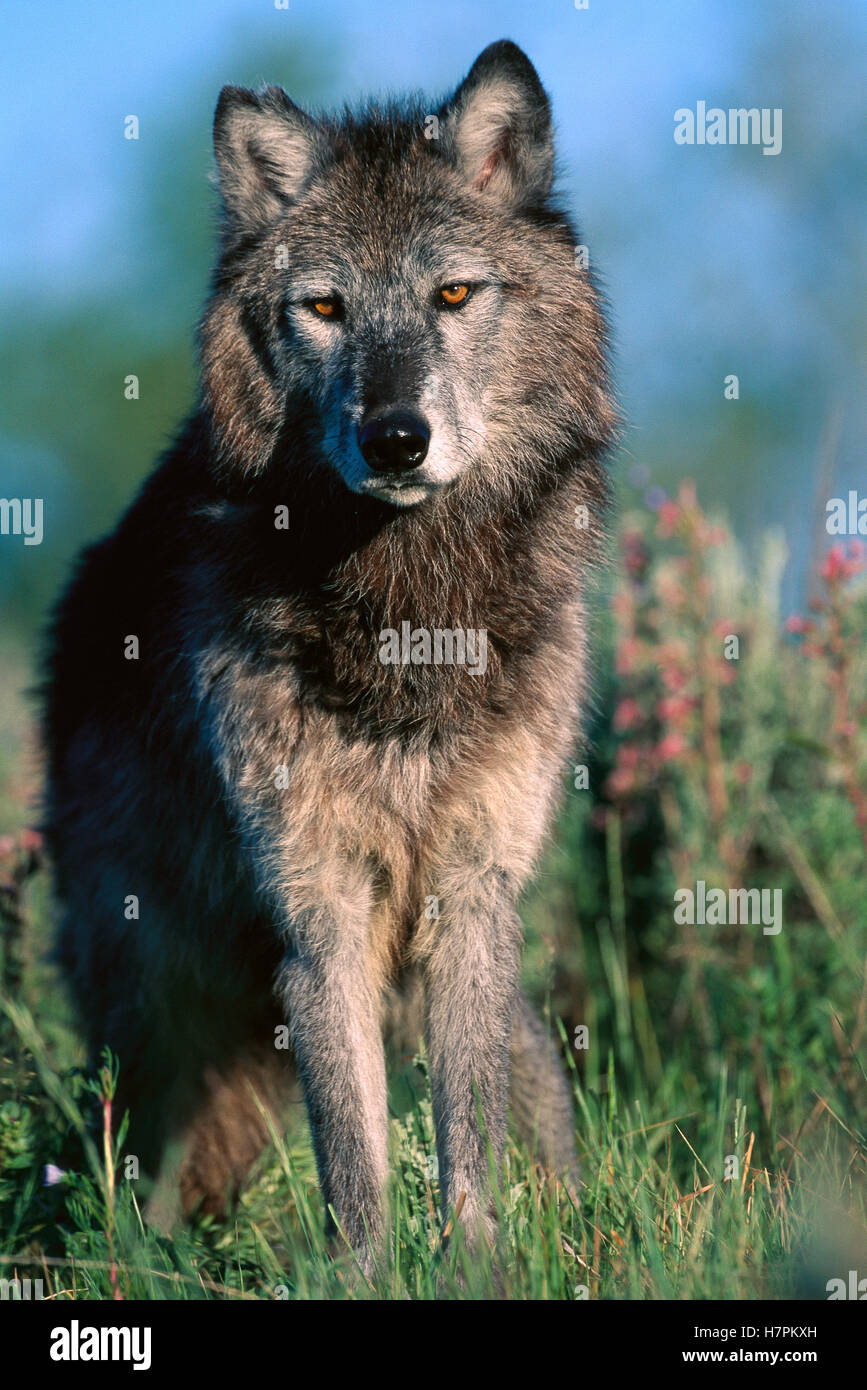 Timber Wolf (Canis lupus) portrait, North America Stock Photo - Alamy