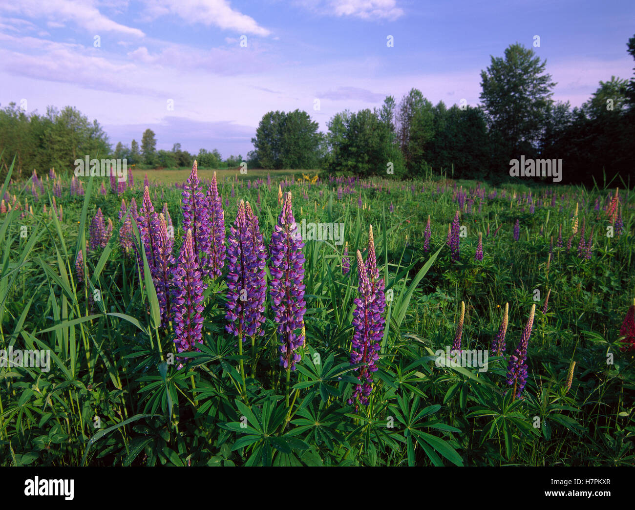 Lupine (Lupinus sp) in meadow near crescent beach, British Columbia ...