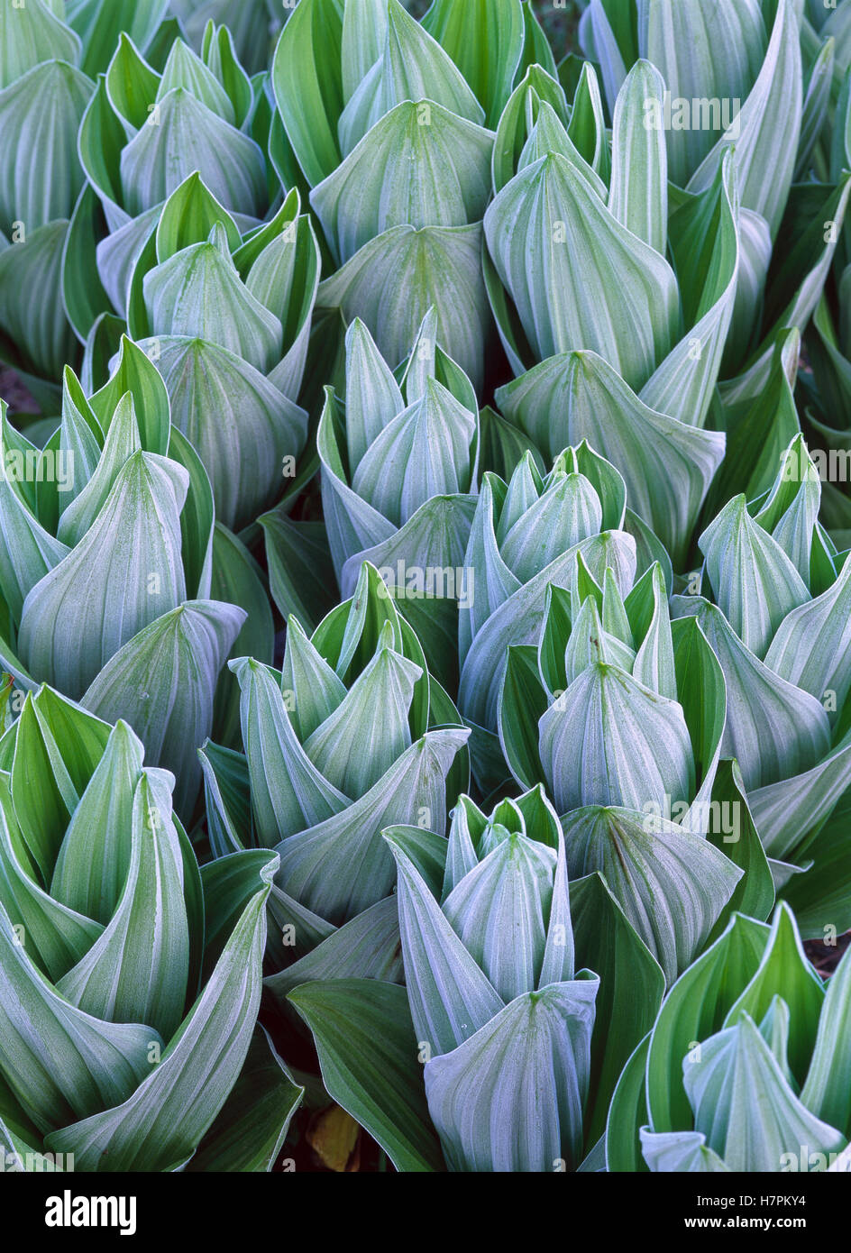 False Hellebore (Veratrum sp) with frost, Gothic, Colorado Stock Photo ...