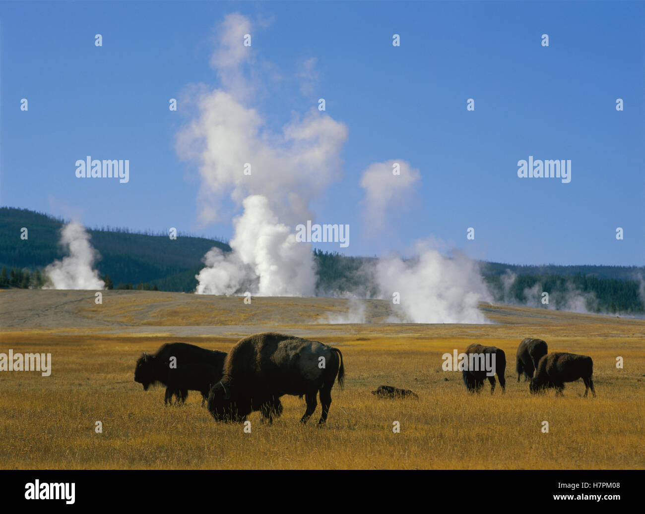 American Bison (Bison bison) herd grazing near Fountain Paint Pots ...