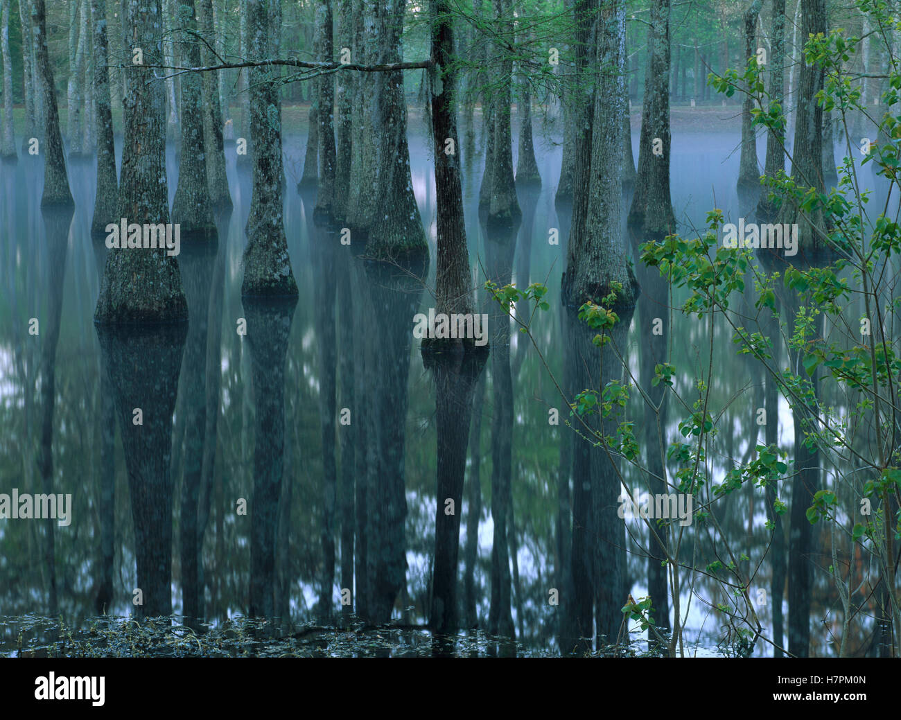 Bald Cypress (Taxodium distichum) swamp, Calcasieu River backwater ...