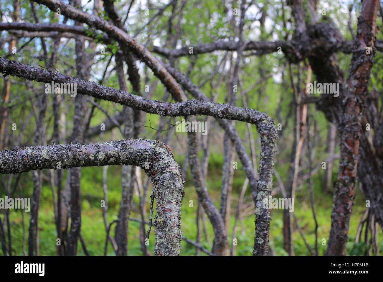 Right Angle In Nature