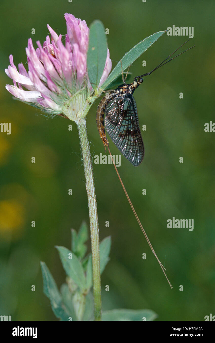 Common Burrower Mayfly (Ephemera danica) on flower Germany Stock Photo ...