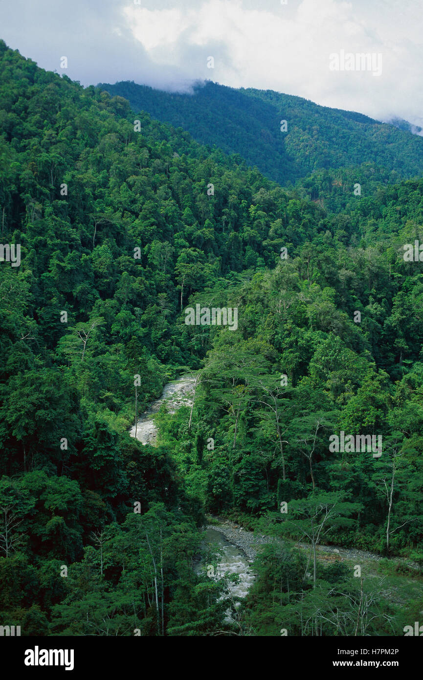 Rainforest and river, Arfak Mountains, Irian Jaya, New Guinea ...