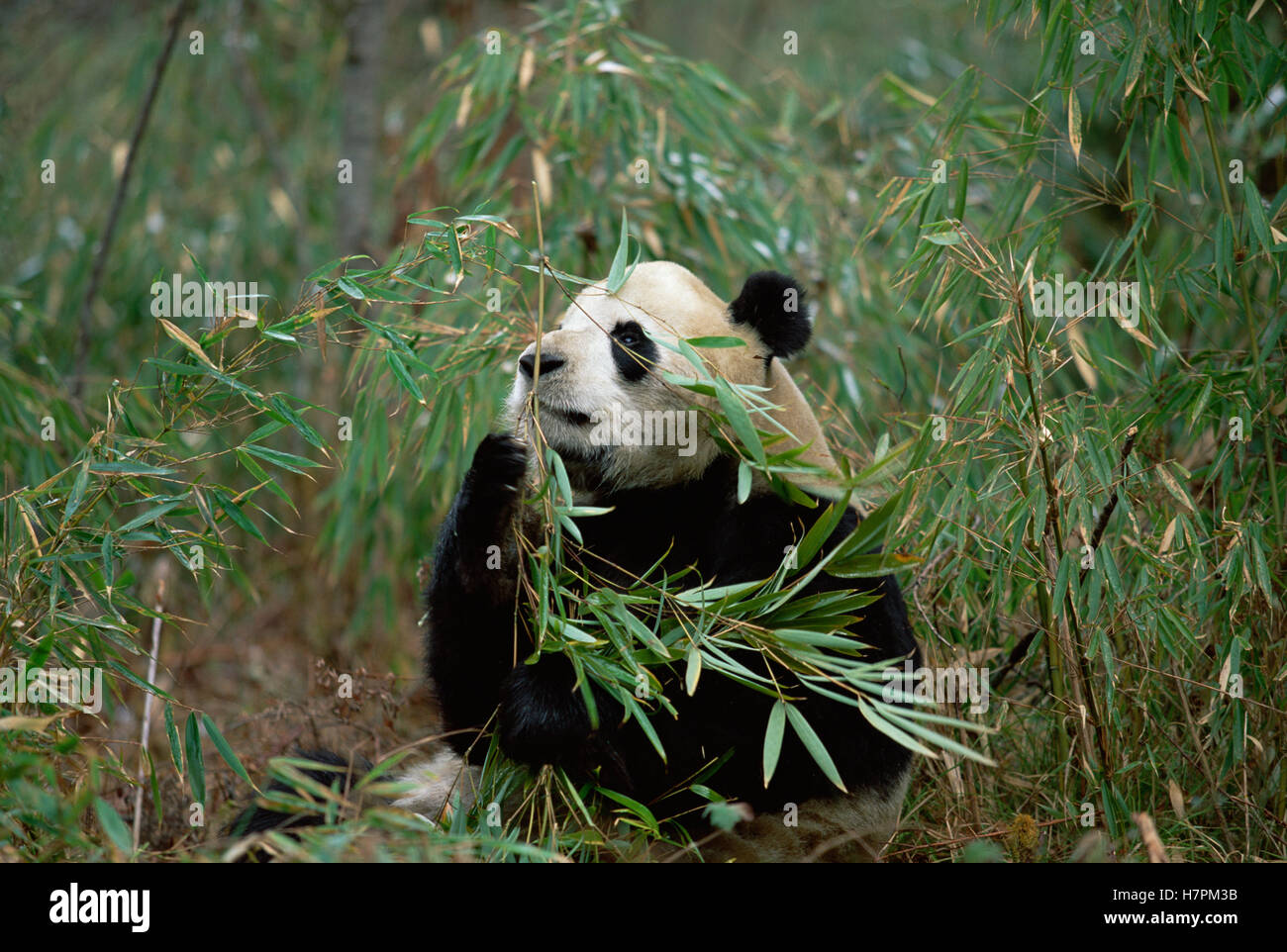 Giant Panda (Ailuropoda melanoleuca) eating bamboo, Wolong Valley ...