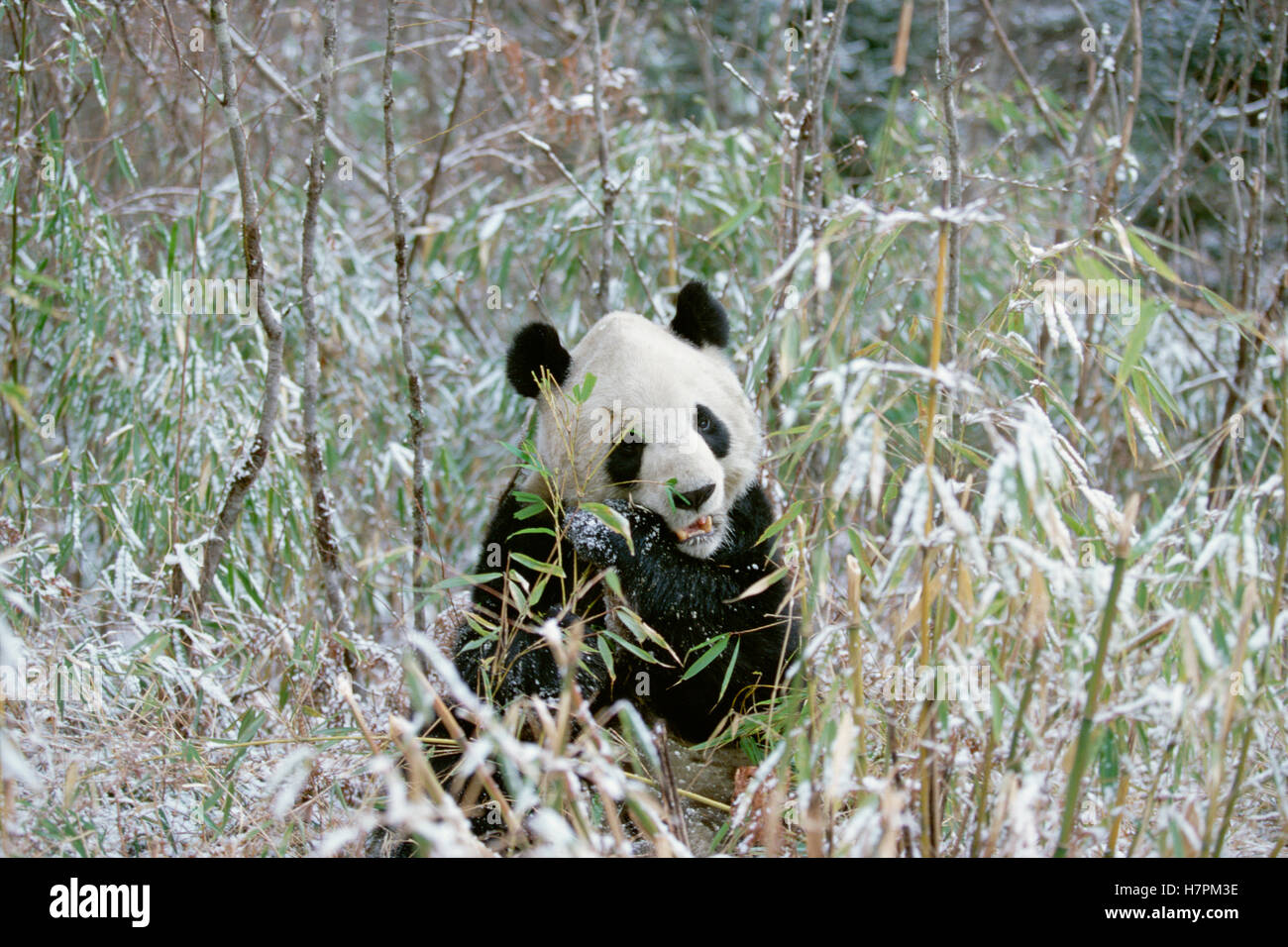 Giant Panda (Ailuropoda melanoleuca) eating bamboo, Wolong Valley ...