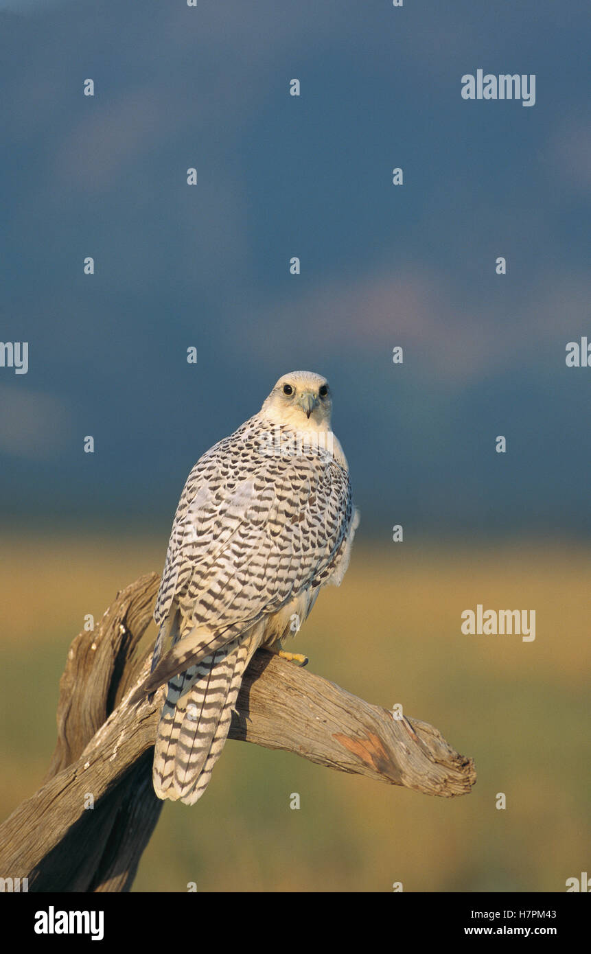 Gyrfalcon (Falco rusticolus) female, North America Stock Photo - Alamy