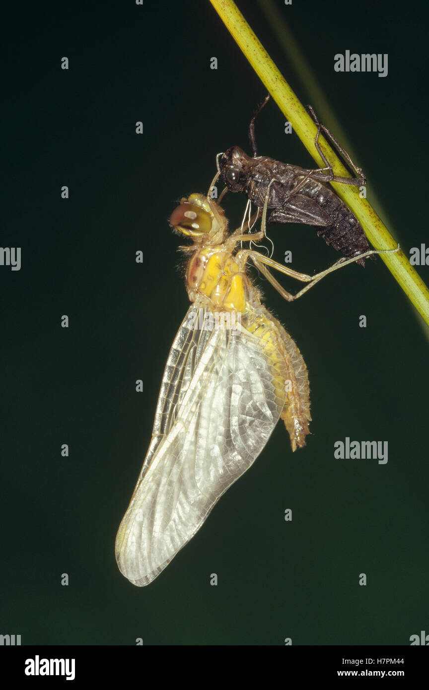 Dragonfly emerging from underwater larval stage during metamorphosis ...