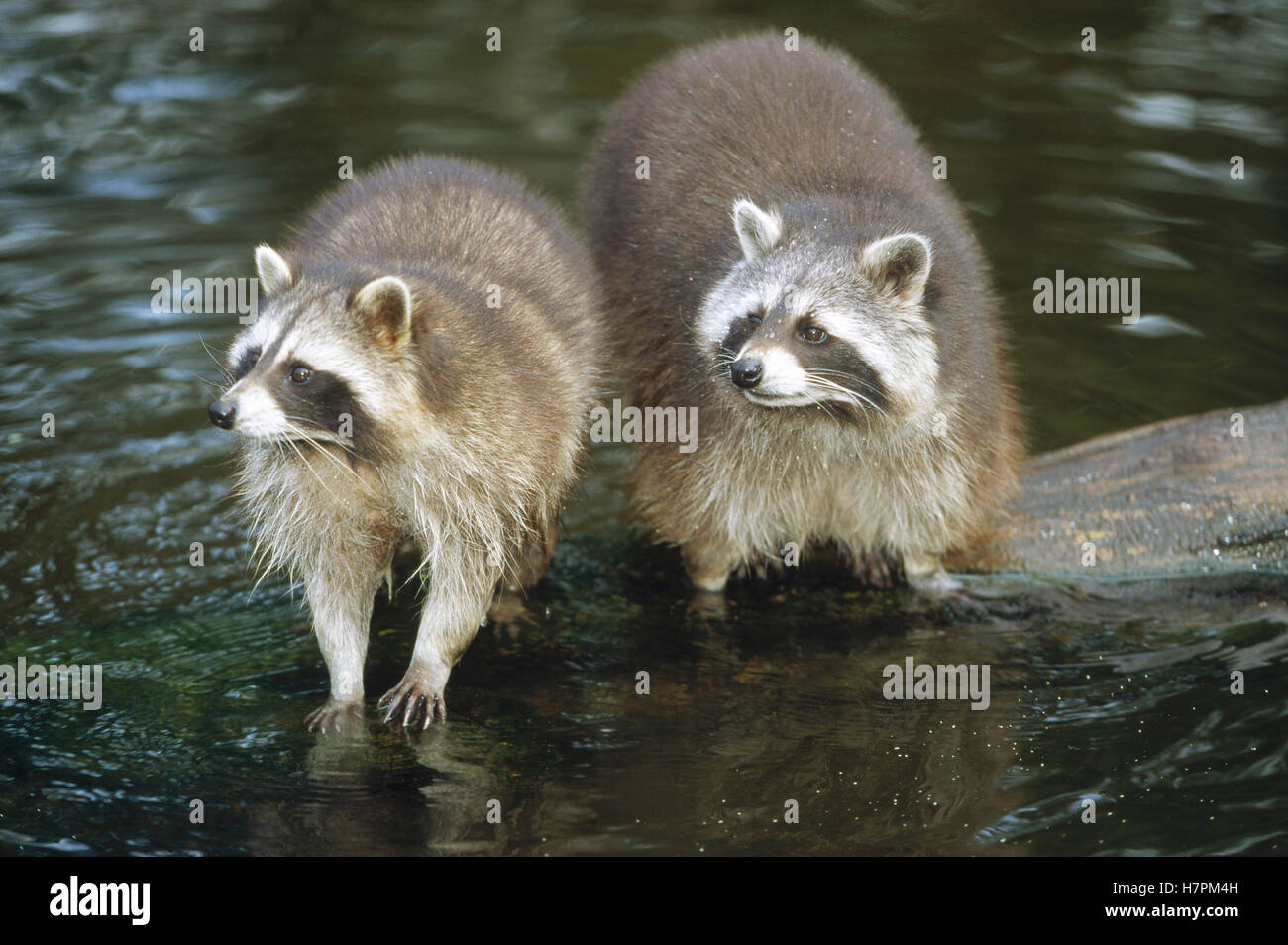 Raccoon (Procyon lotor) pair at water's edge, North America Stock Photo ...