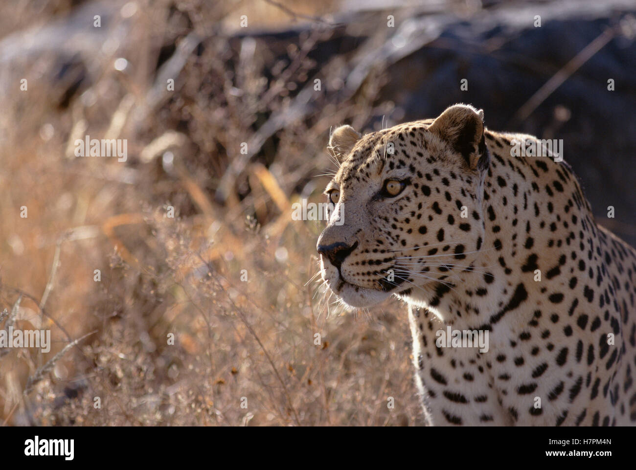 Leopard (Panthera pardus) portrait, east Africa Stock Photo - Alamy