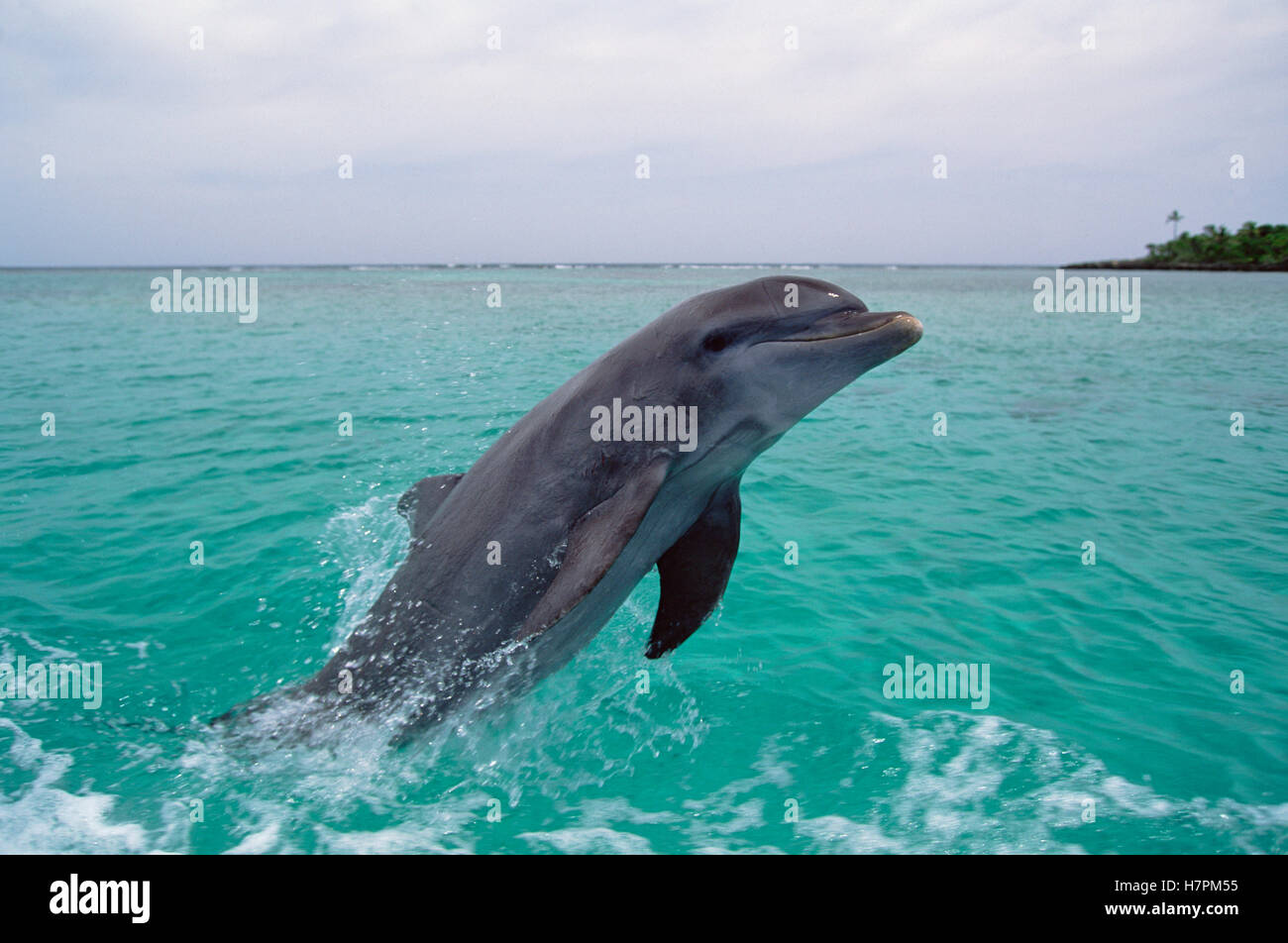 Bottlenose Dolphin (Tursiops truncatus) leaping, Honduras Stock Photo ...