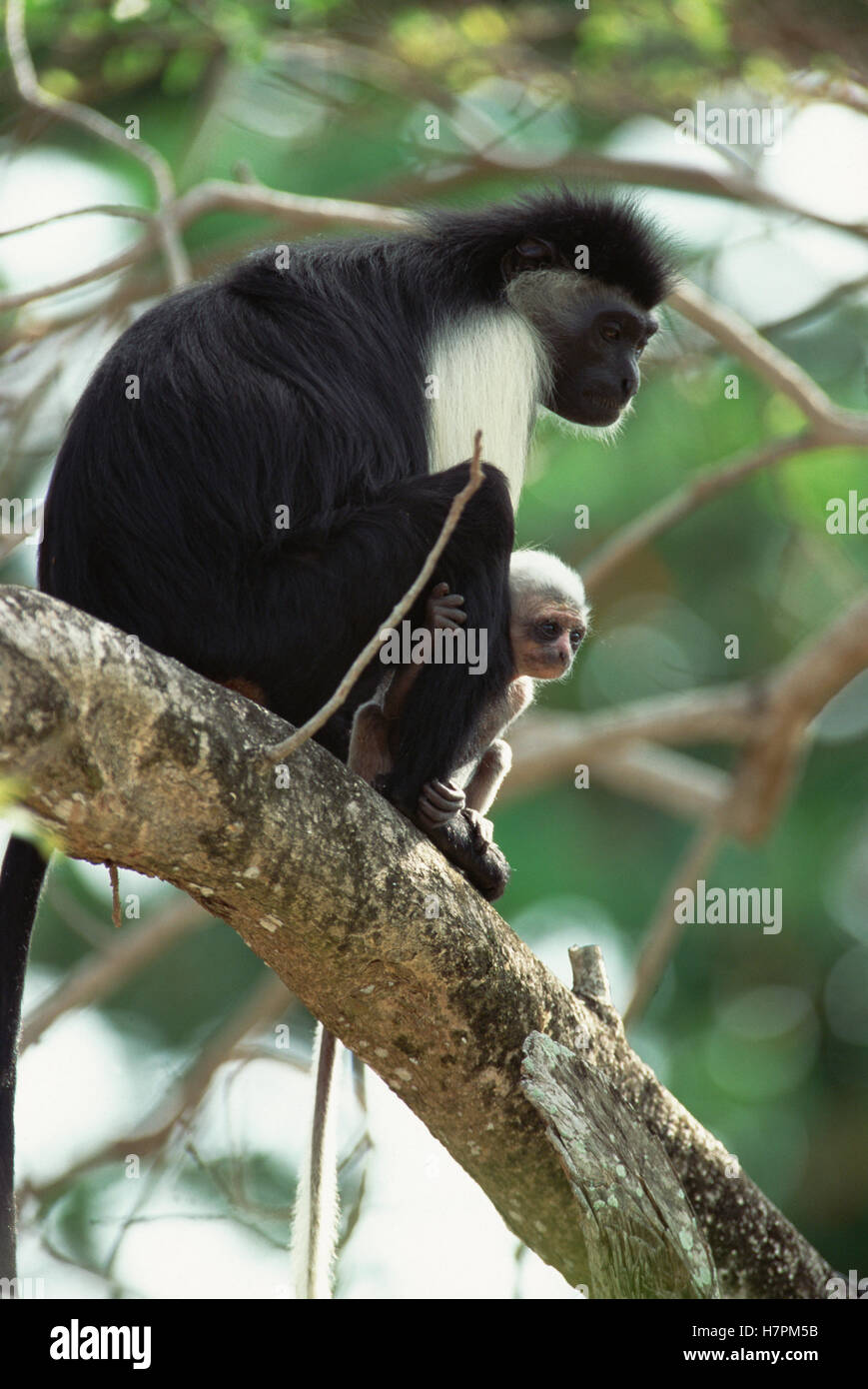 Angolan Colobus (Colobus angolensis) mother and young sitting in tree ...