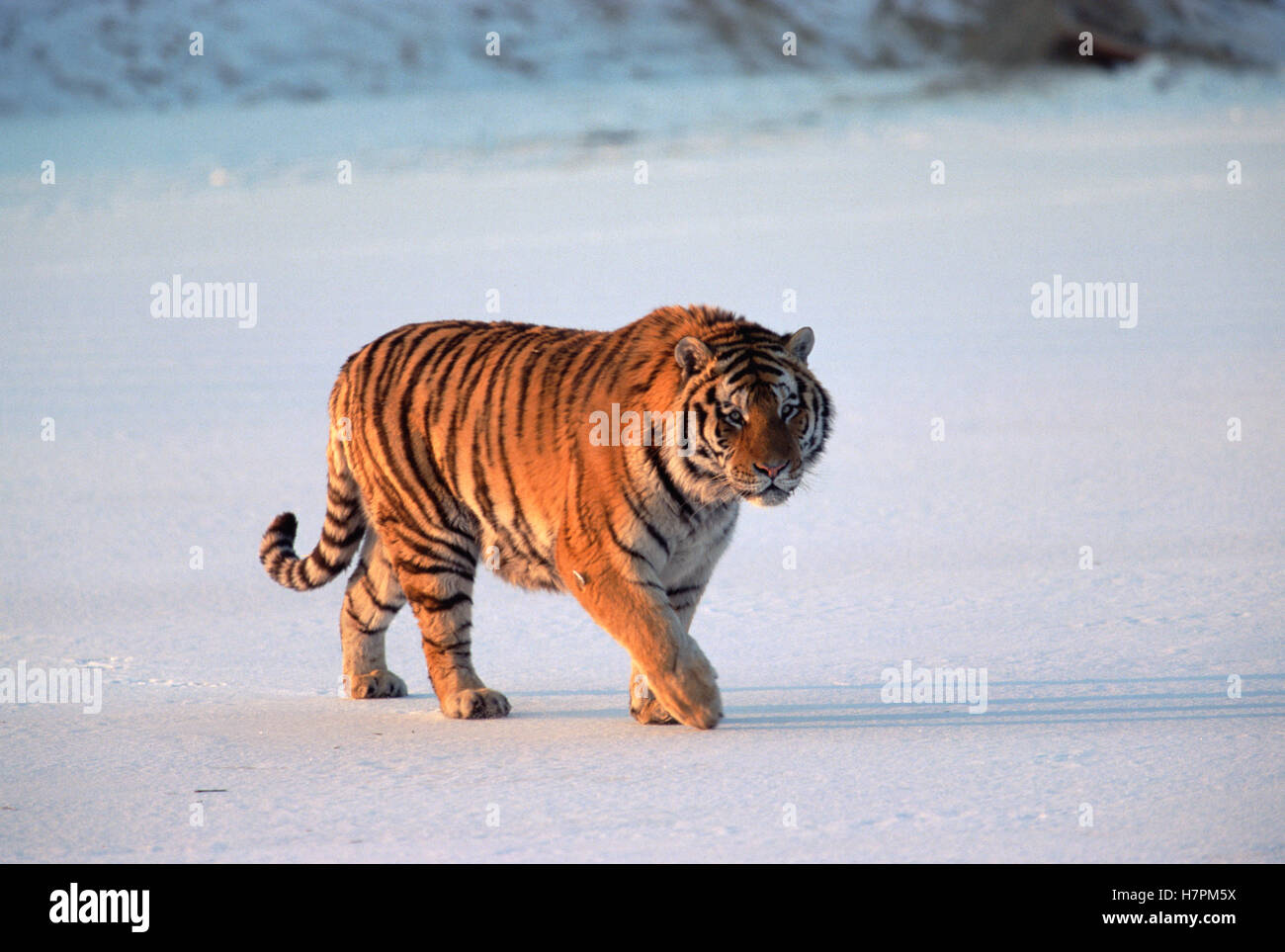 Siberian Tiger (Panthera tigris altaica) walking across snow Stock Photo - Alamy