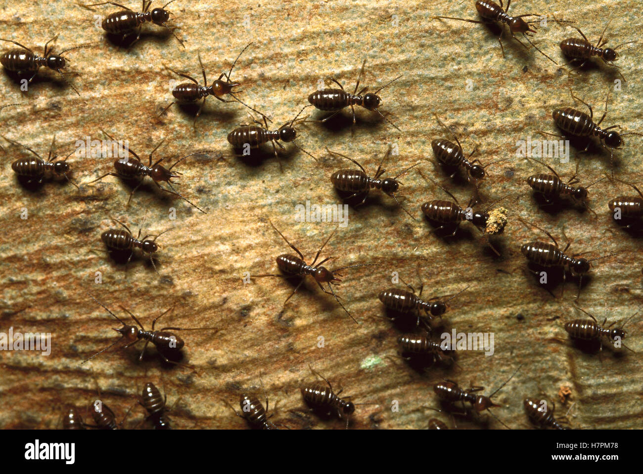 Termite group on wood with one carrying debris, Borneo Stock Photo - Alamy