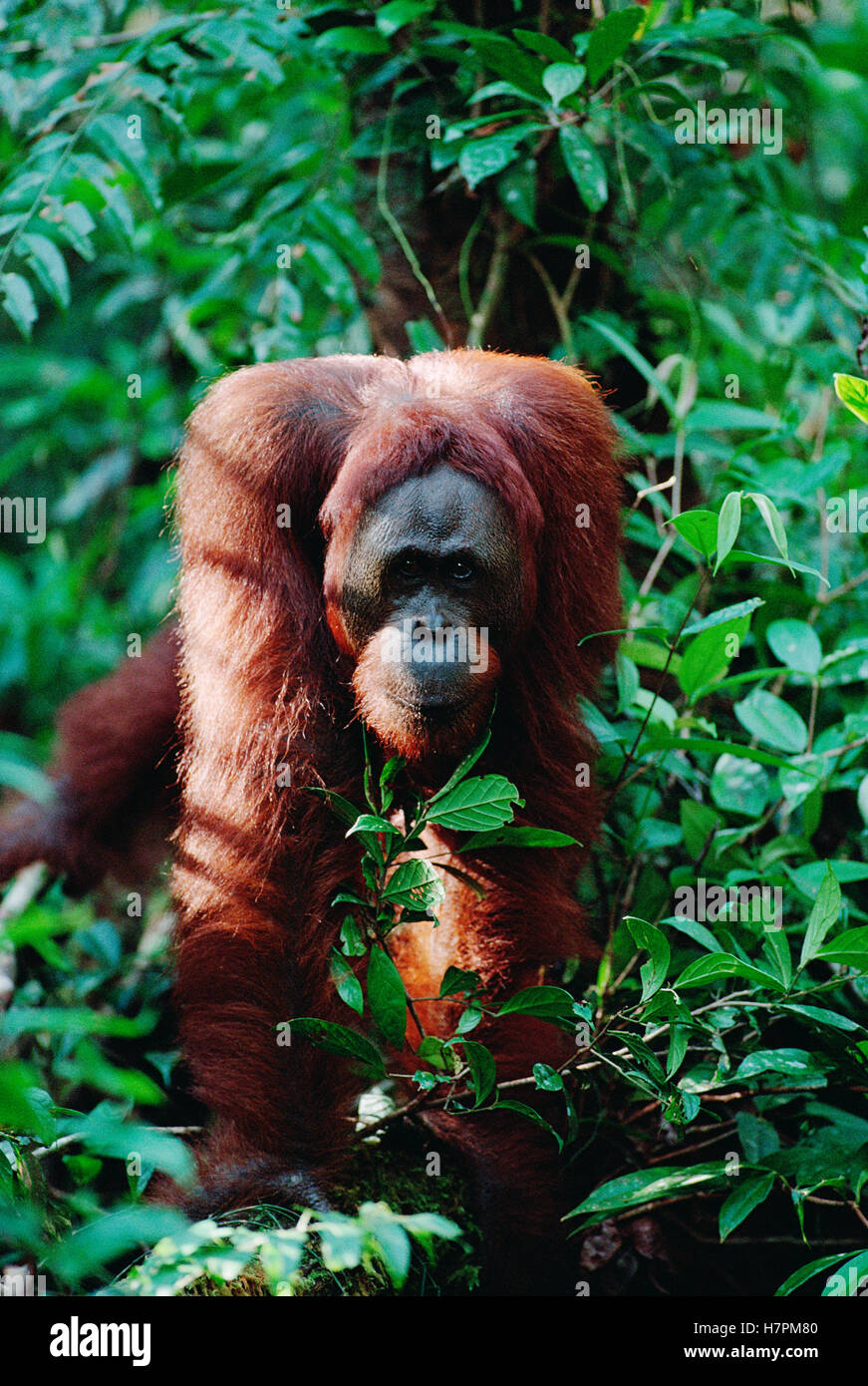 Orangutan (Pongo pygmaeus) male portrait, Borneo Stock Photo - Alamy
