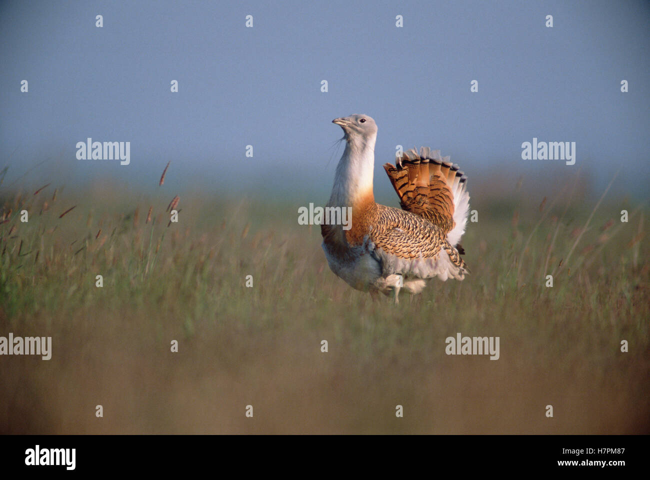 Great Bustard (Otis tarda) portrait, Hungary Stock Photo - Alamy