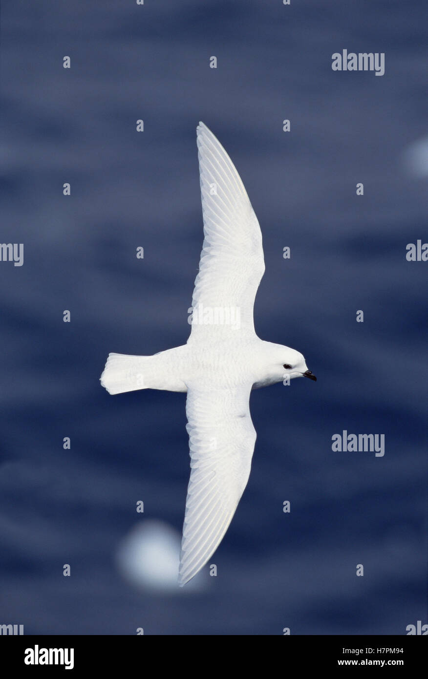 Snow Petrel (Pagodroma nivea) flying over ocean, Antarctica Stock Photo ...