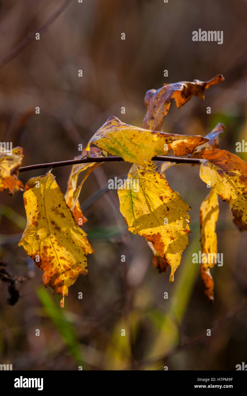 Leaves wilt hi-res stock photography and images - Alamy