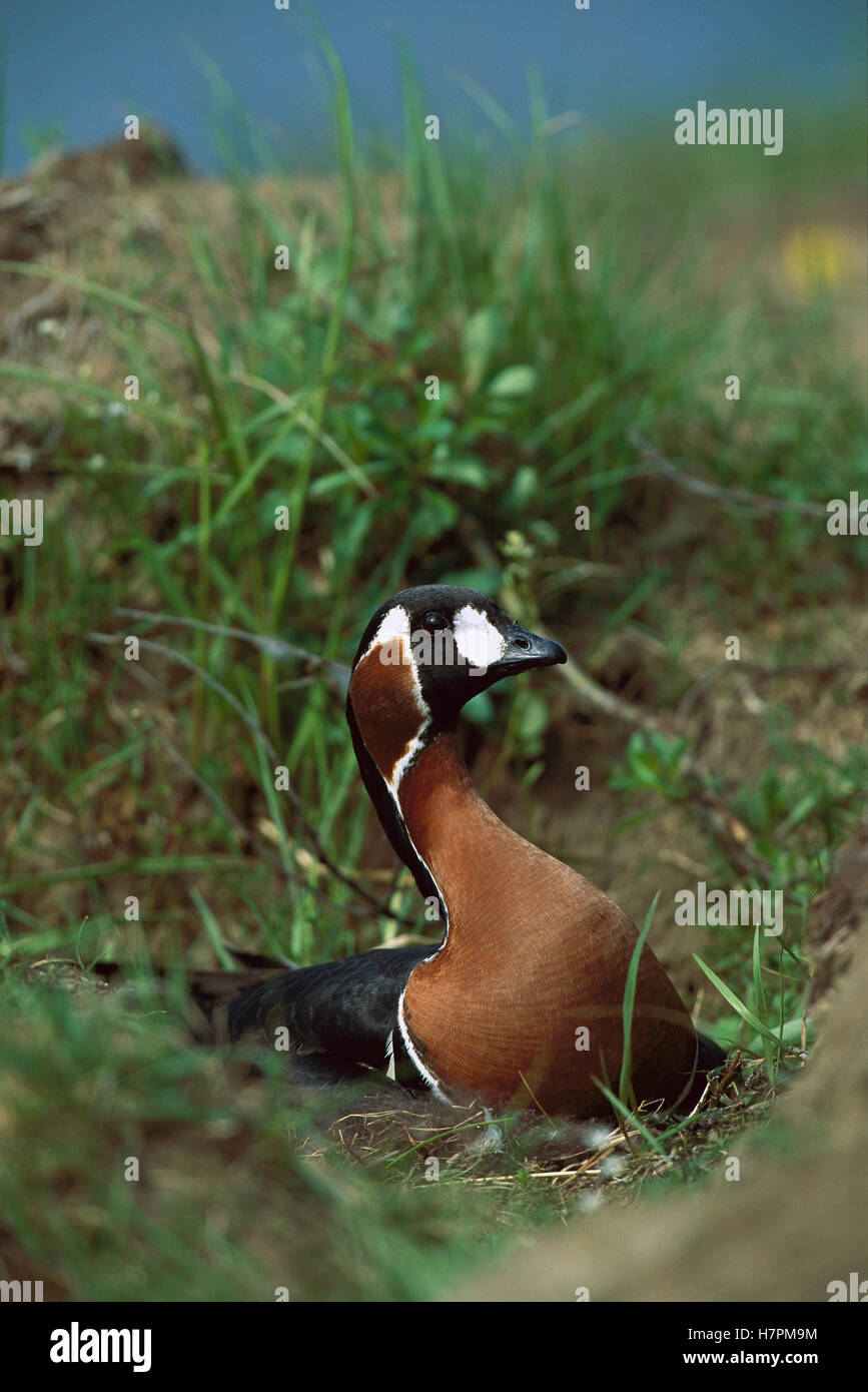 Siberia goose hi-res stock photography and images - Alamy