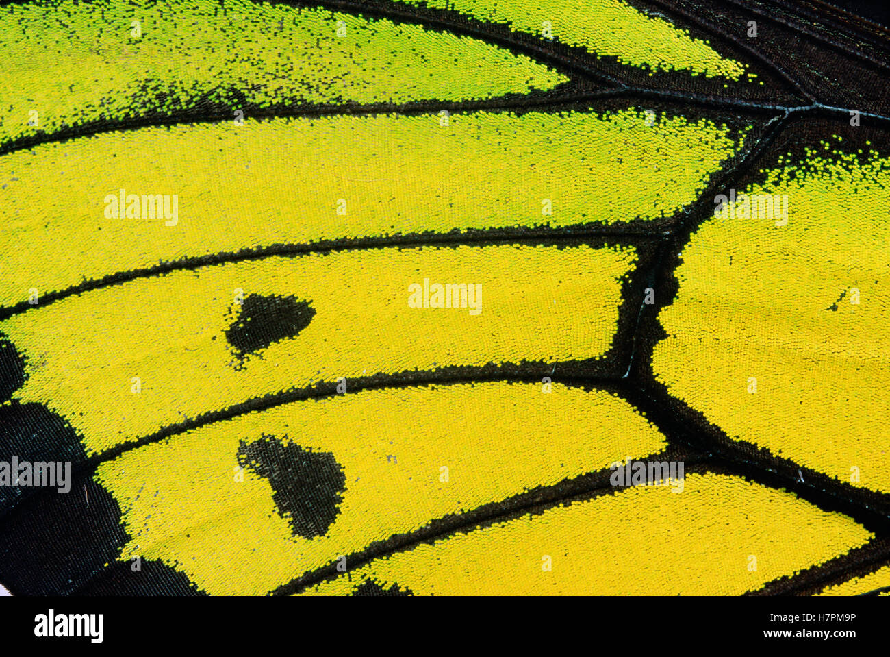 Goliath Birdwing (Ornithoptera goliath samson) butterfly male, wing ...