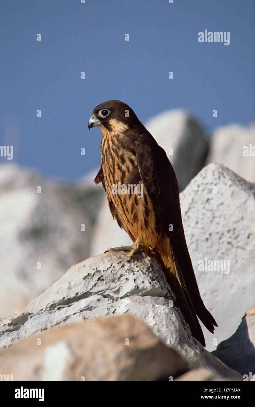 Eleonora's Falcon (Falco eleonorae) portrait, Greece, Europe Stock ...