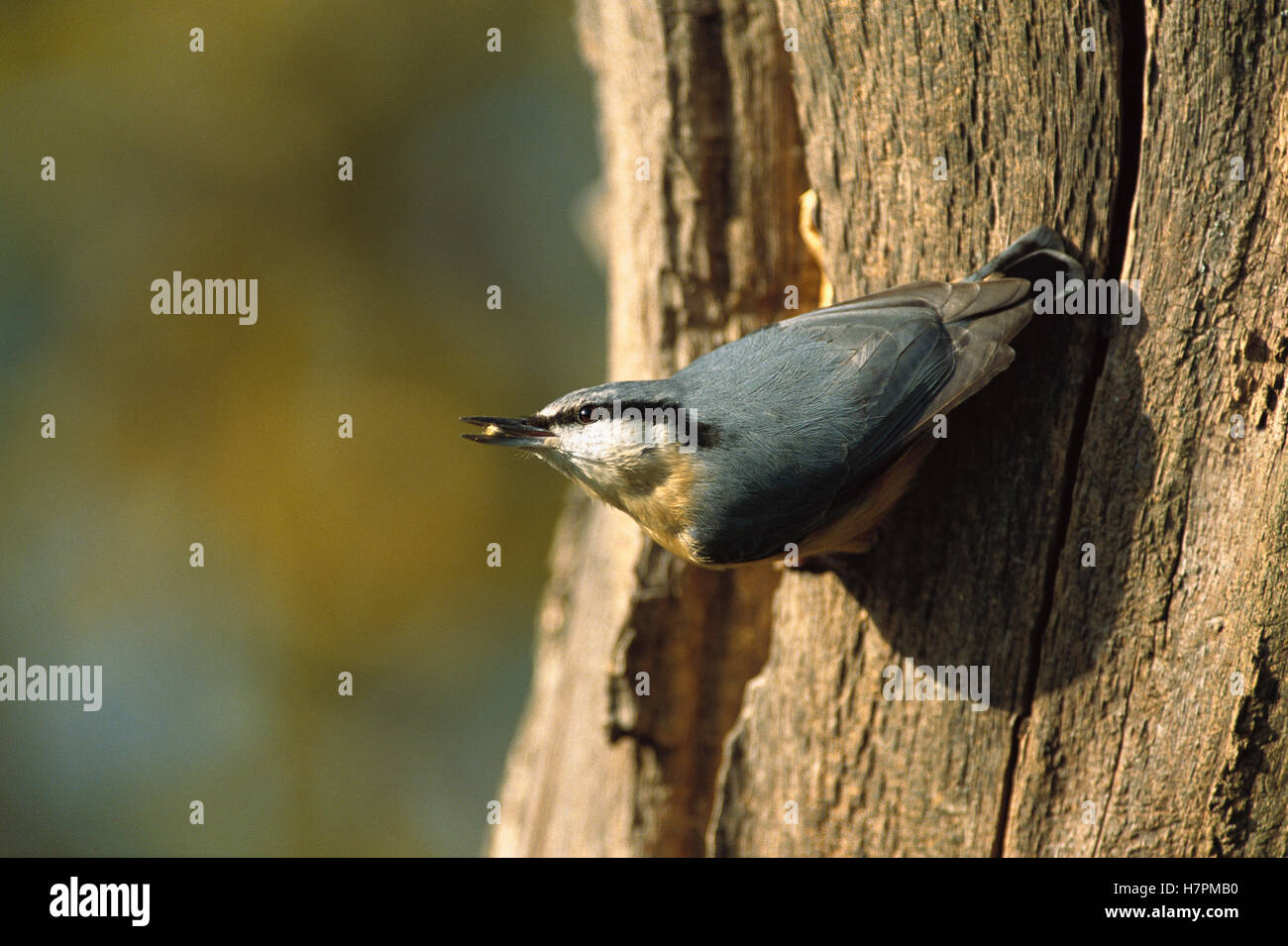 Wood Nuthatch (Sitta europaea) on tree trunk, Europe Stock Photo - Alamy