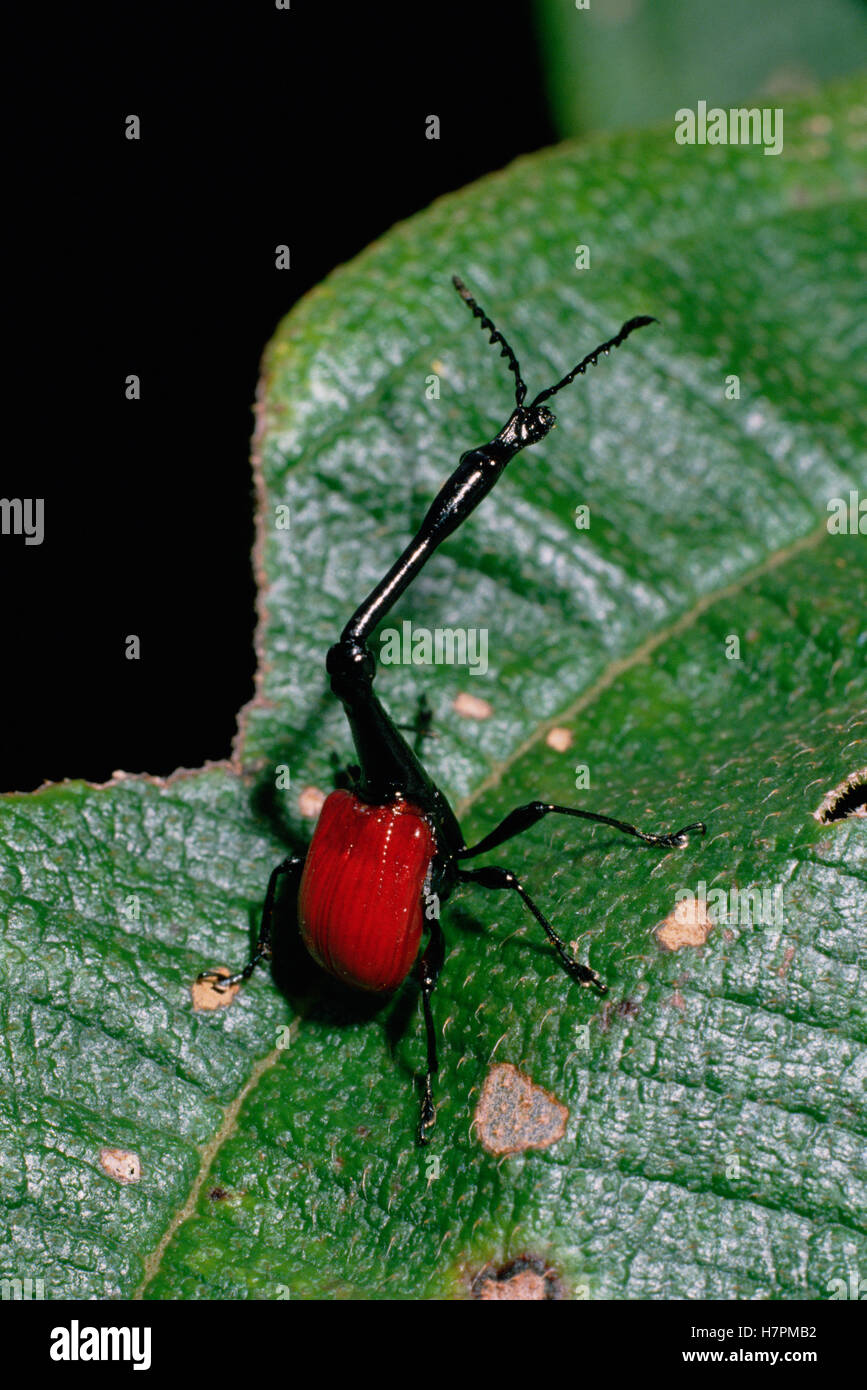Giraffe Weevil (Trachelophorus giraffa) on leaf, Madagascar Stock Photo ...