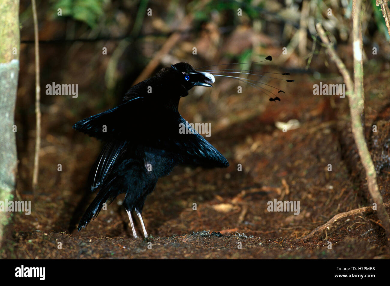 Western Parotia (Parotia sefilata) male in courtship display, Arfak ...
