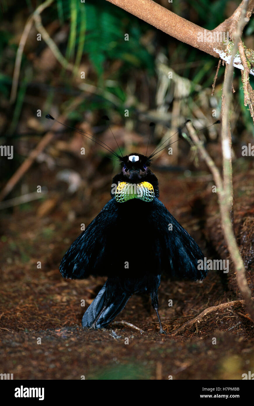 Western Parotia (Parotia sefilata) male in courtship display, Arfak ...