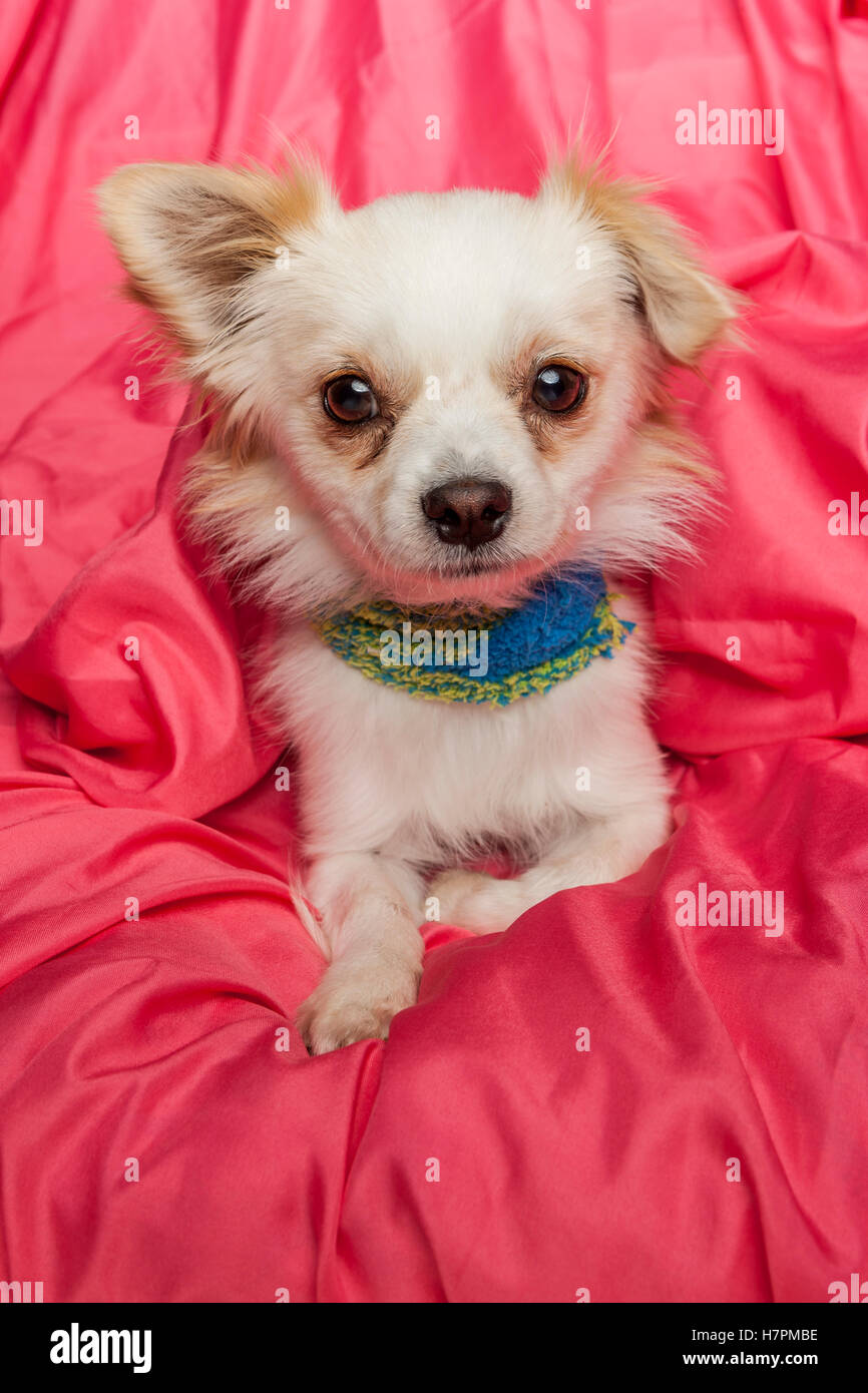 Cute pet dog hi-res stock photography and images - Alamy