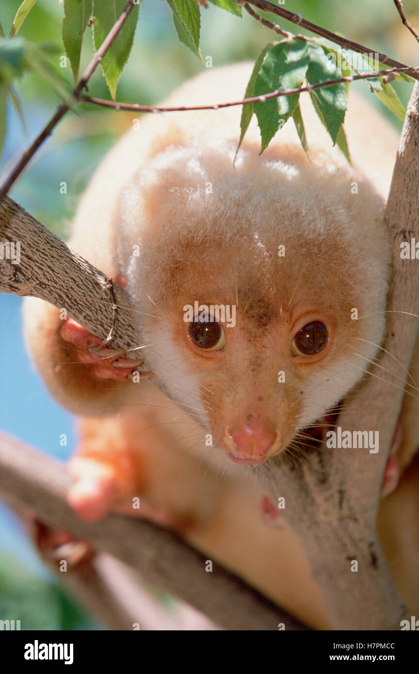 Spotted Cuscus (Phalanger maculatus) portrait in tree, Irian Jaya, New ...