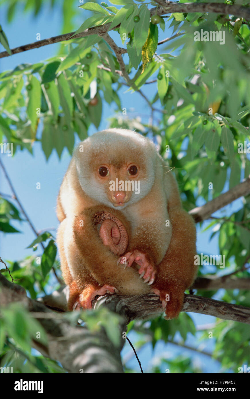 Spotted Cuscus (Phalanger maculatus) portrait in tree, Irian Jaya, New ...