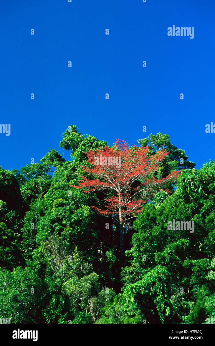 Flowering rainforest trees, Yapen Island, Irian Jaya, Indonesia Stock ...