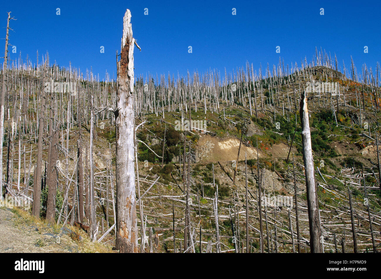 Devastation and regrowth from eruption, Mt Saint Helens National ...