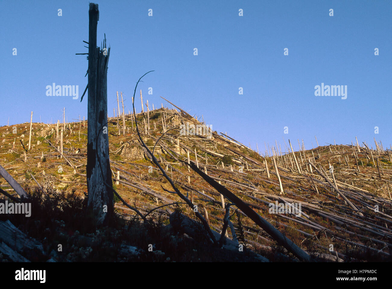 Devastation and regrowth from eruption, Mt Saint Helens National ...