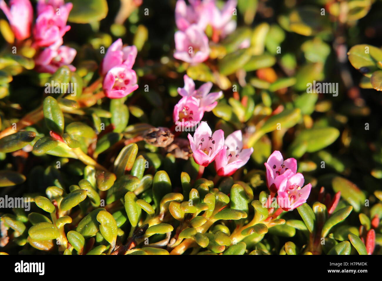 Blossoms of the alpine azalea (Kalmia procumbens Stock Photo - Alamy