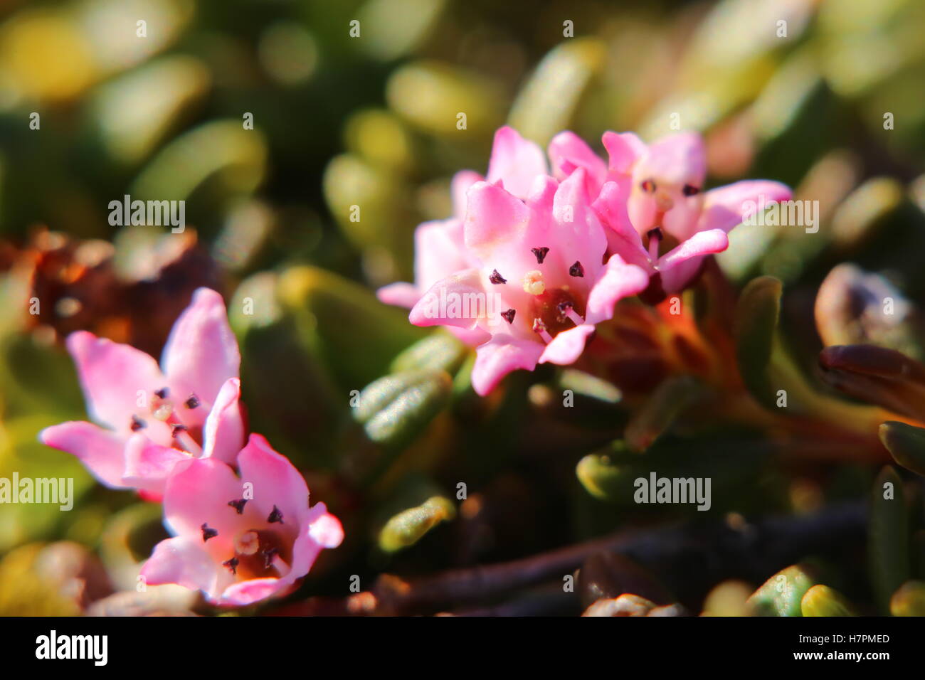 Blossoms of the alpine azalea (Kalmia procumbens Stock Photo - Alamy