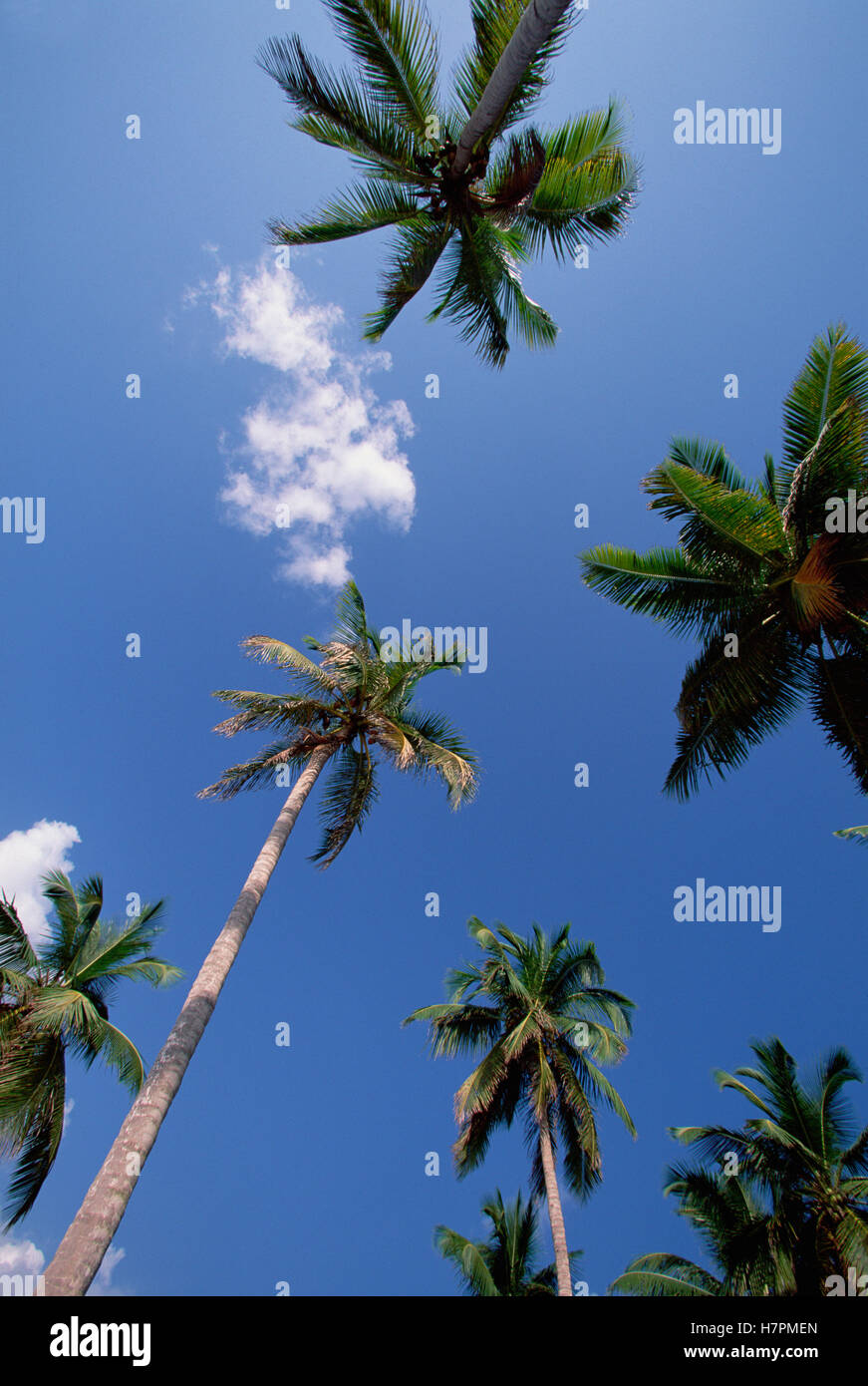 Coconut Palm (Cocos nucifera) trees and blue sky, Dominican Republic ...