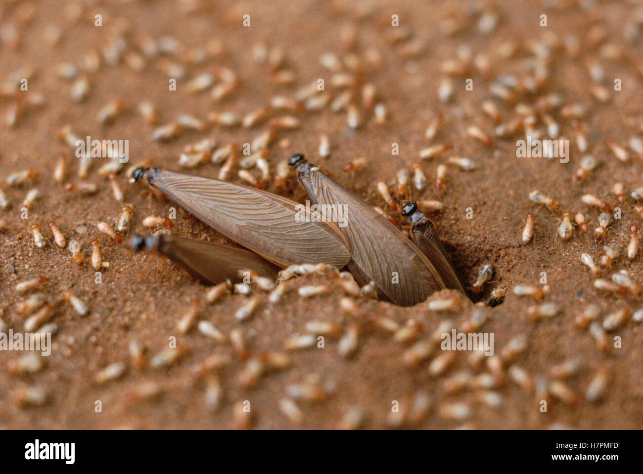 Reproductive winged termite dispersers leaving nest to form new ...