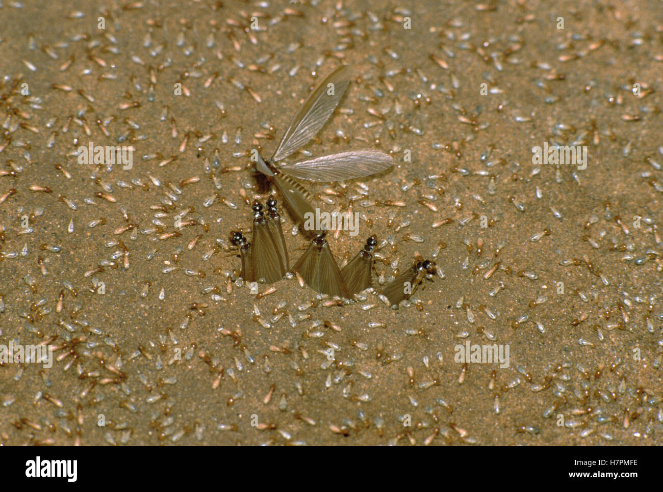 Reproductive winged termite dispersers leaving nest to form new ...