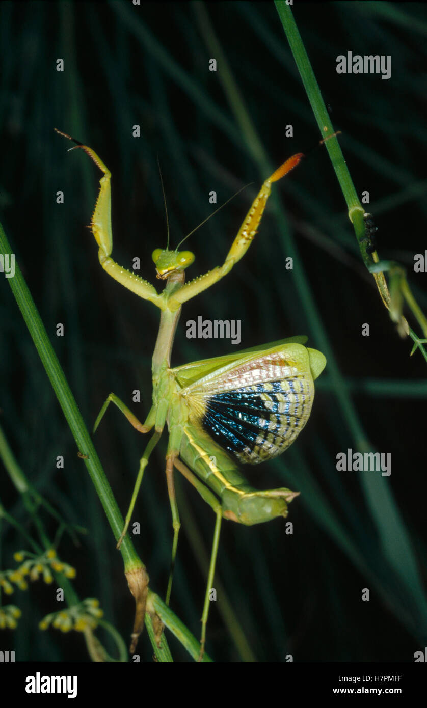 Mediterranean Mantis (Iris oratoria) female in defensive display, Spain ...