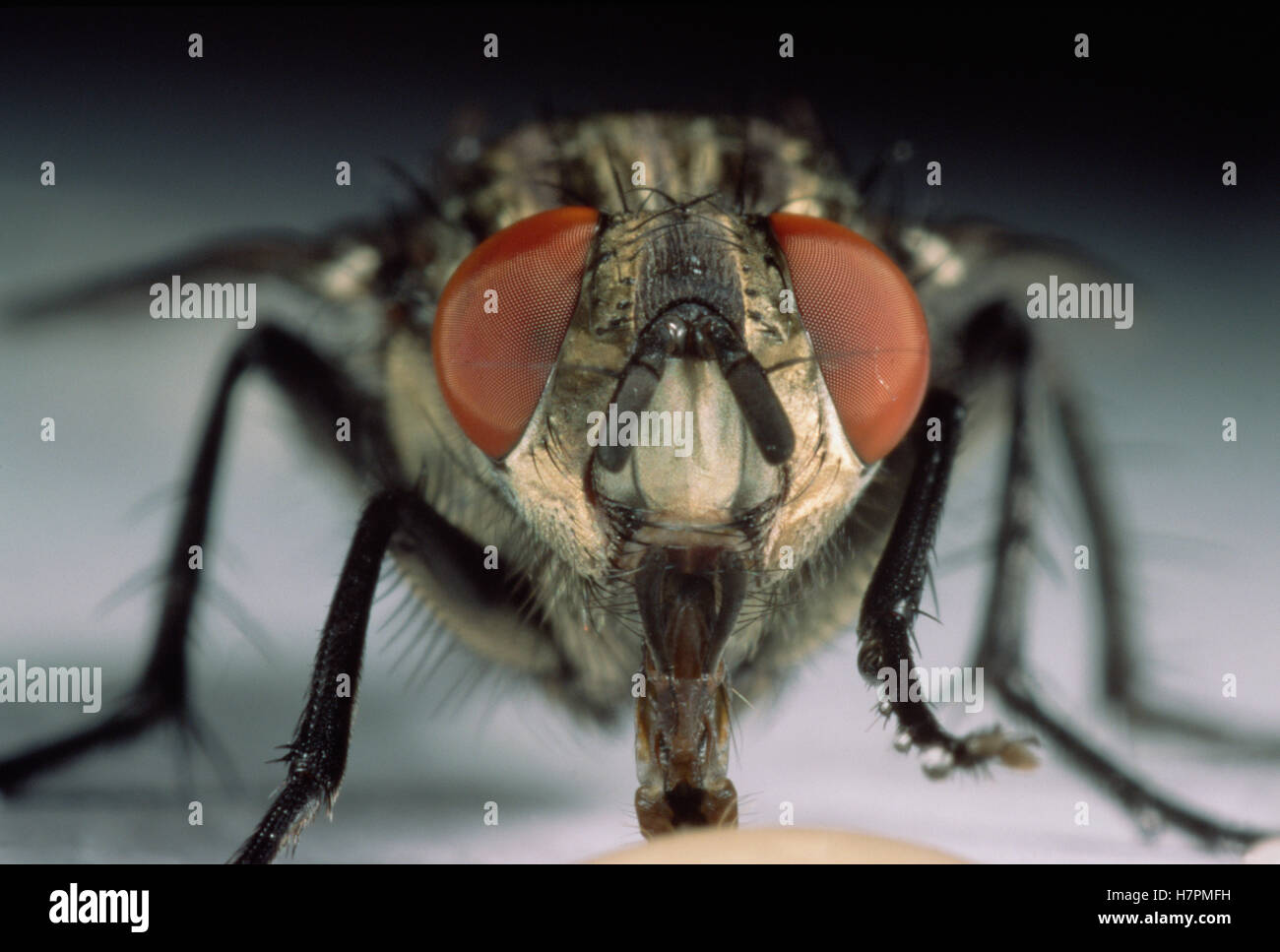 House Fly (Musca domestica) close-up, North America Stock Photo - Alamy