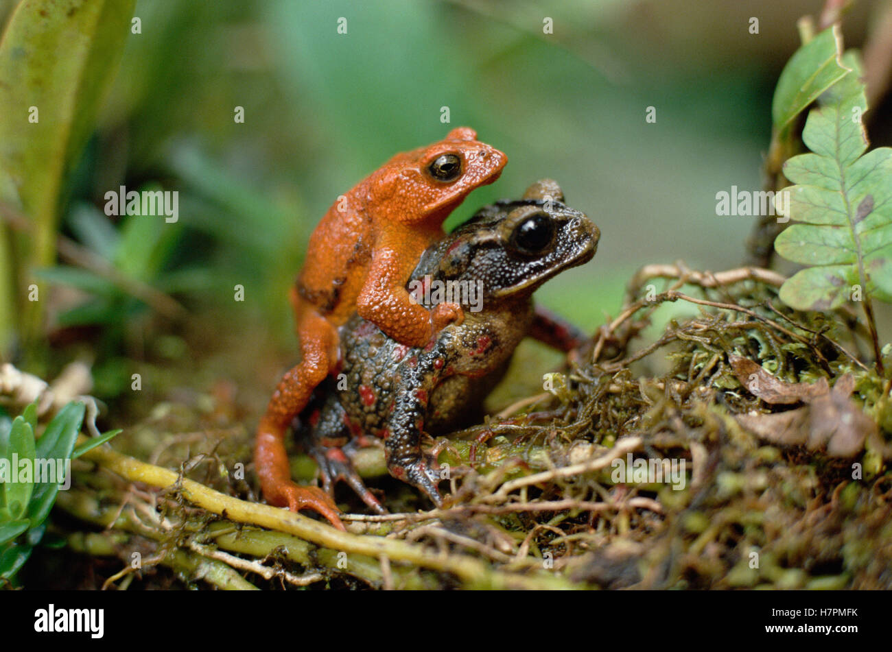 Golden Toad (Bufo periglenes) couple mating, Costa Rica Stock Photo - Alamy